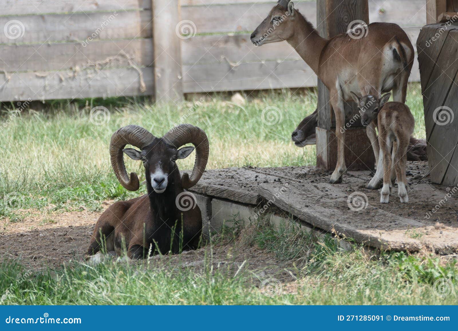 A family of mouflons stock image. Image of deer, reservation - 271285091