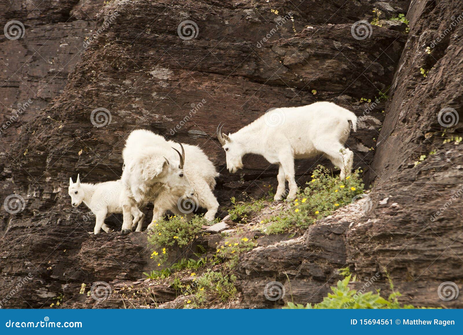 Family of Mountain Goats stock image. Image of mammal - 15694561