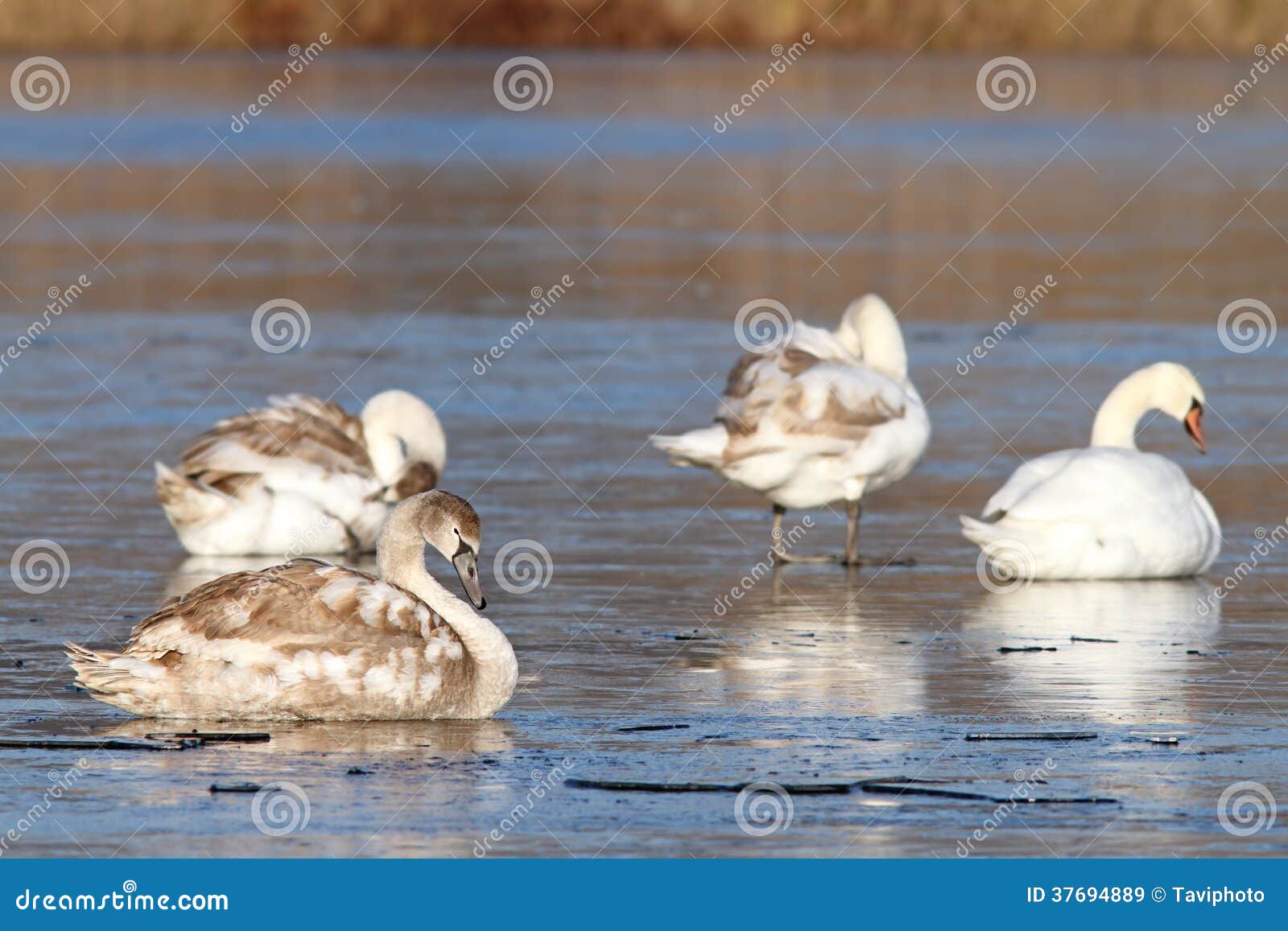 Family Of Mute Swans Panorama, The Juveniles Following The Mother Swan ...