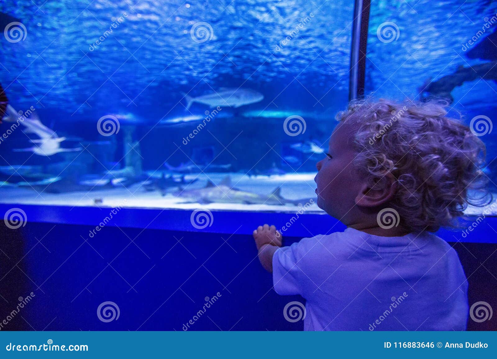 Family Observing Fish at the Aquarium Stock Photo - Image of father ...