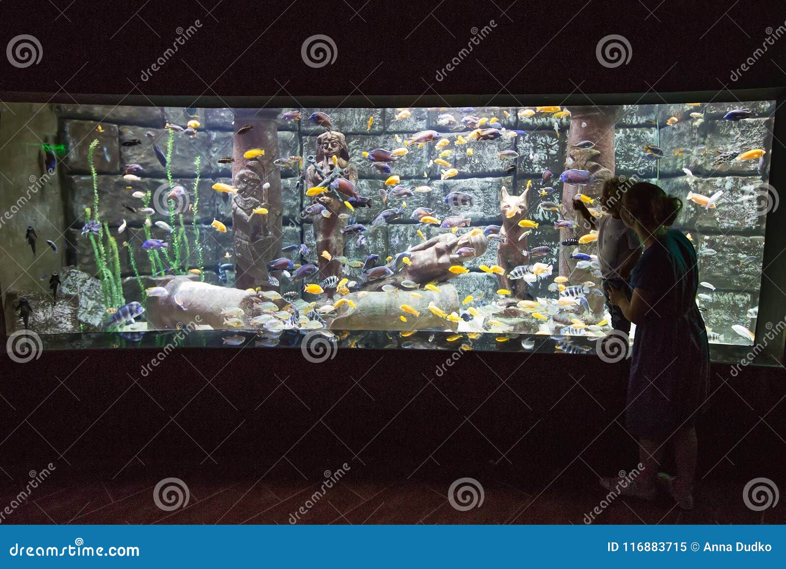 Family Observing Fish at the Aquarium Stock Image - Image of marine ...