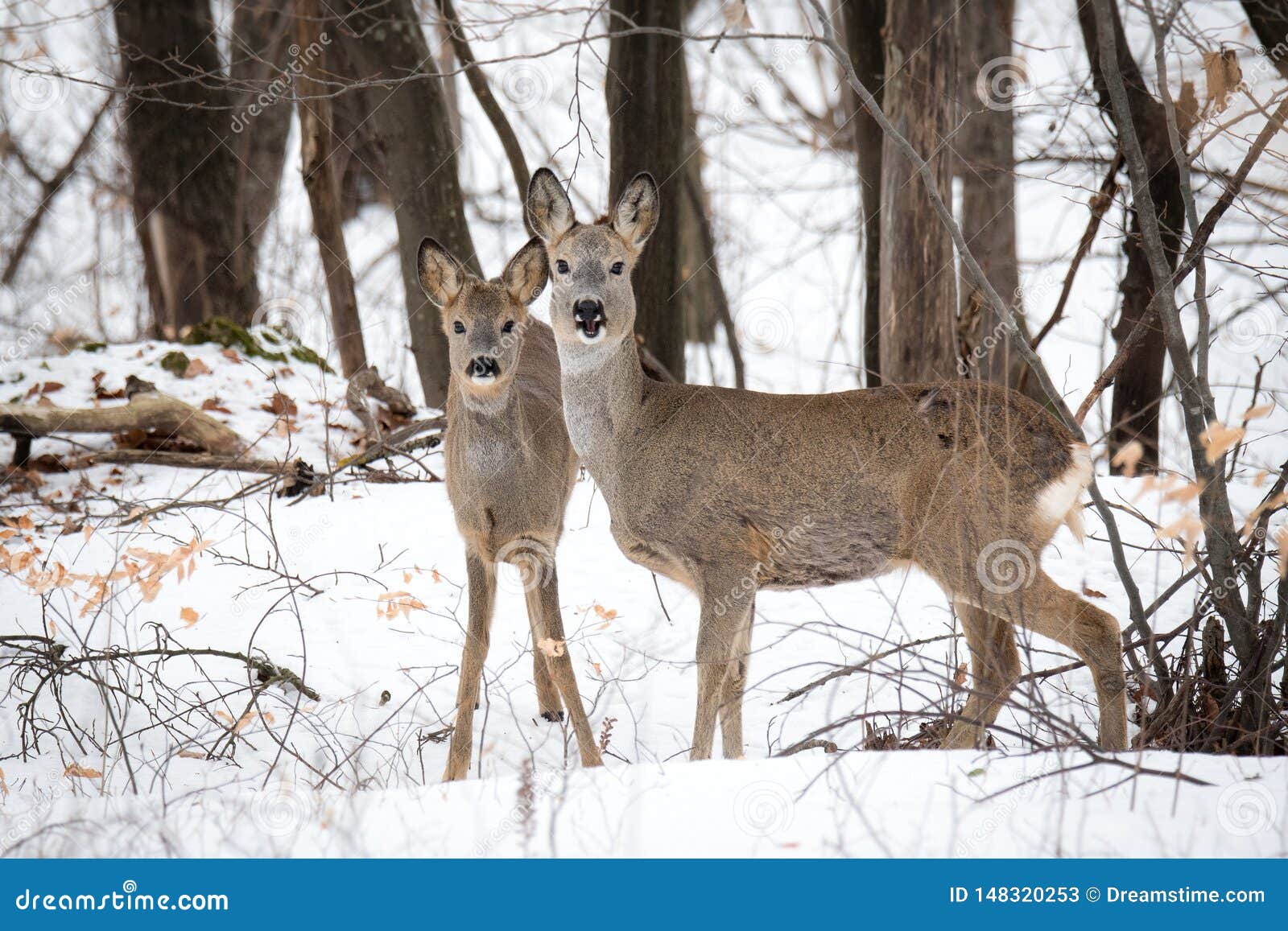 Winter roe deer family stock image. Image of deer, wildlife - 148320253