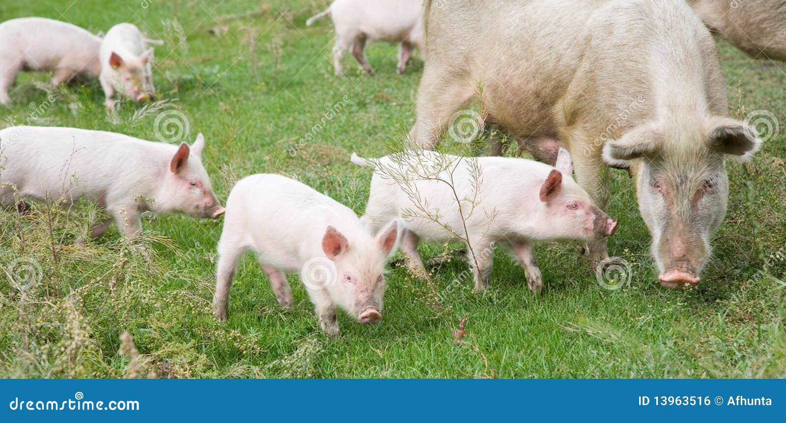 Family of pigs stock photo. Image of baby, cute, green - 13963516