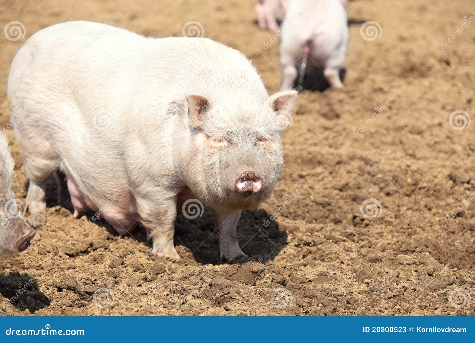Family of pigs stock image. Image of nature, swine, litter - 20800523