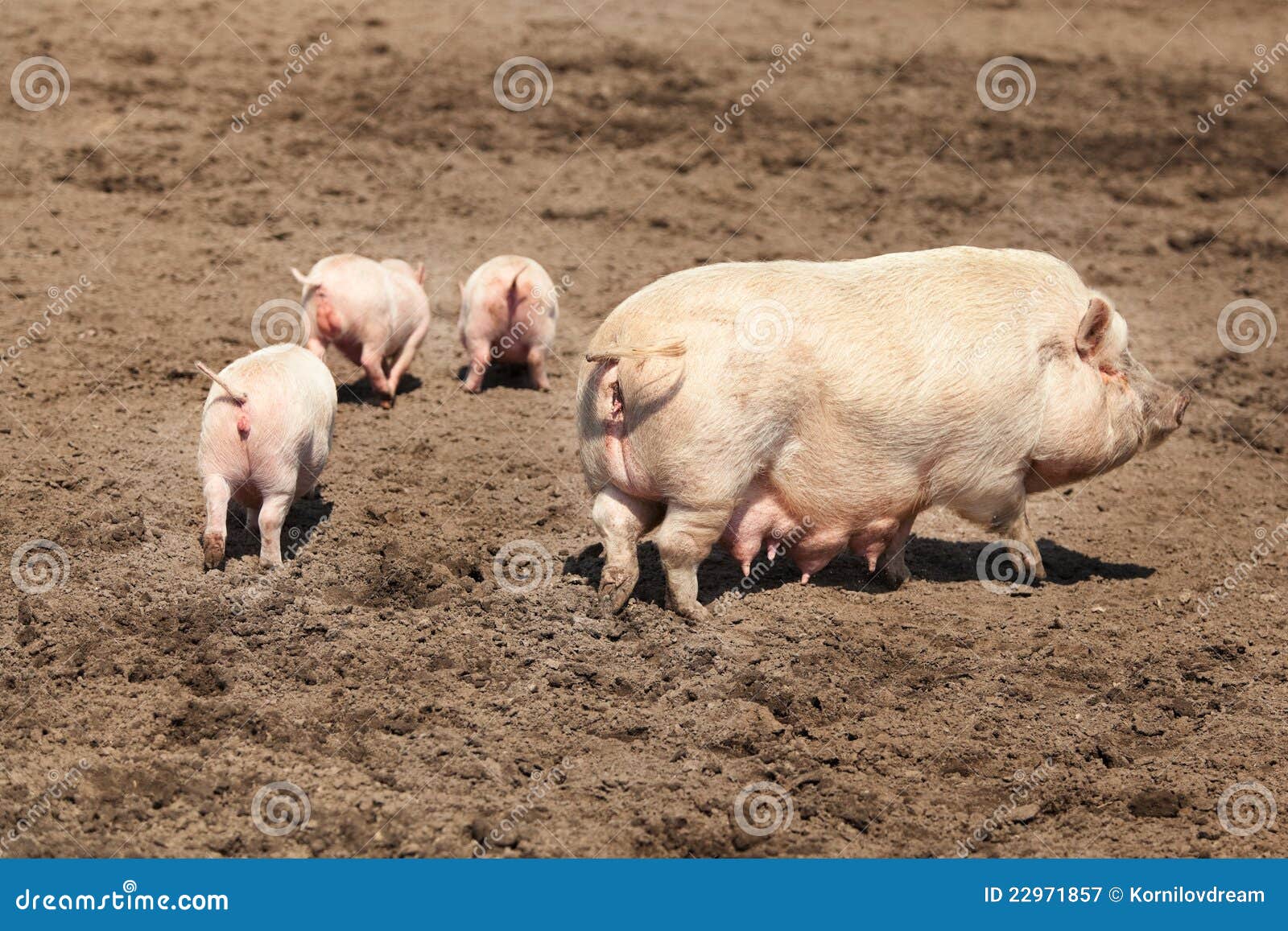 Family of pigs stock image. Image of four, baby, mother - 22971857