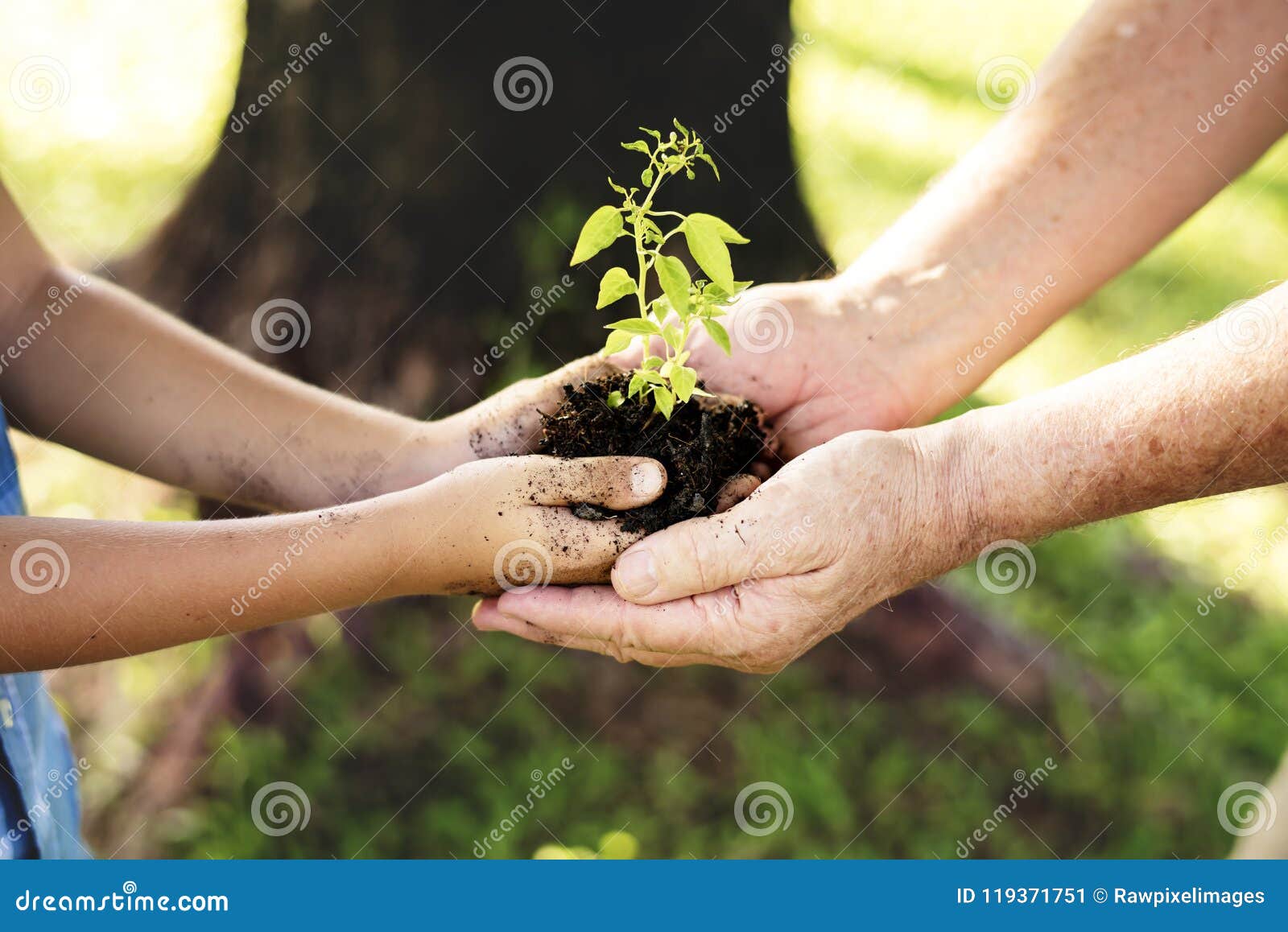 3,621 Family Tree Planting Stock Photos - Free & Royalty-Free Stock ...