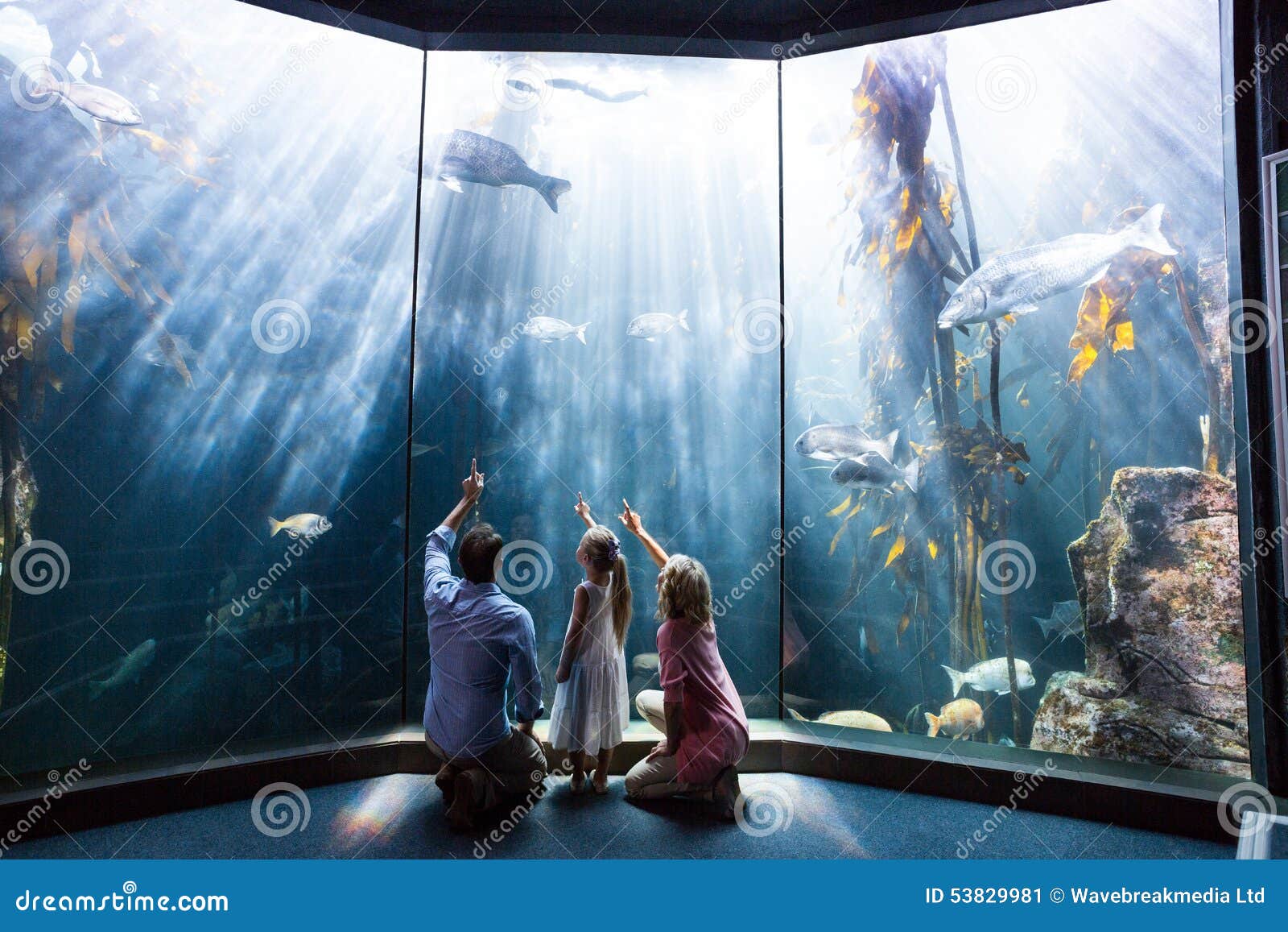 Family Pointing a Fish in the Tank Stock Image - Image of aquarium ...