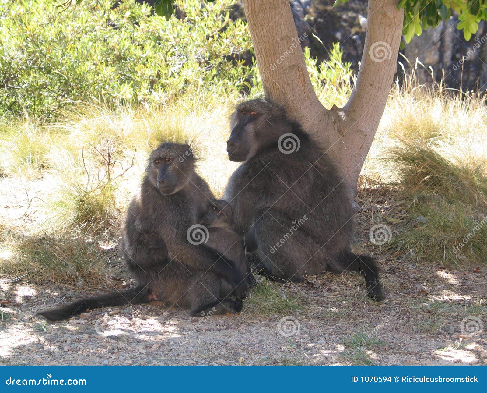 A Family Of Primates Under A Tree Picture. Image: 1070594