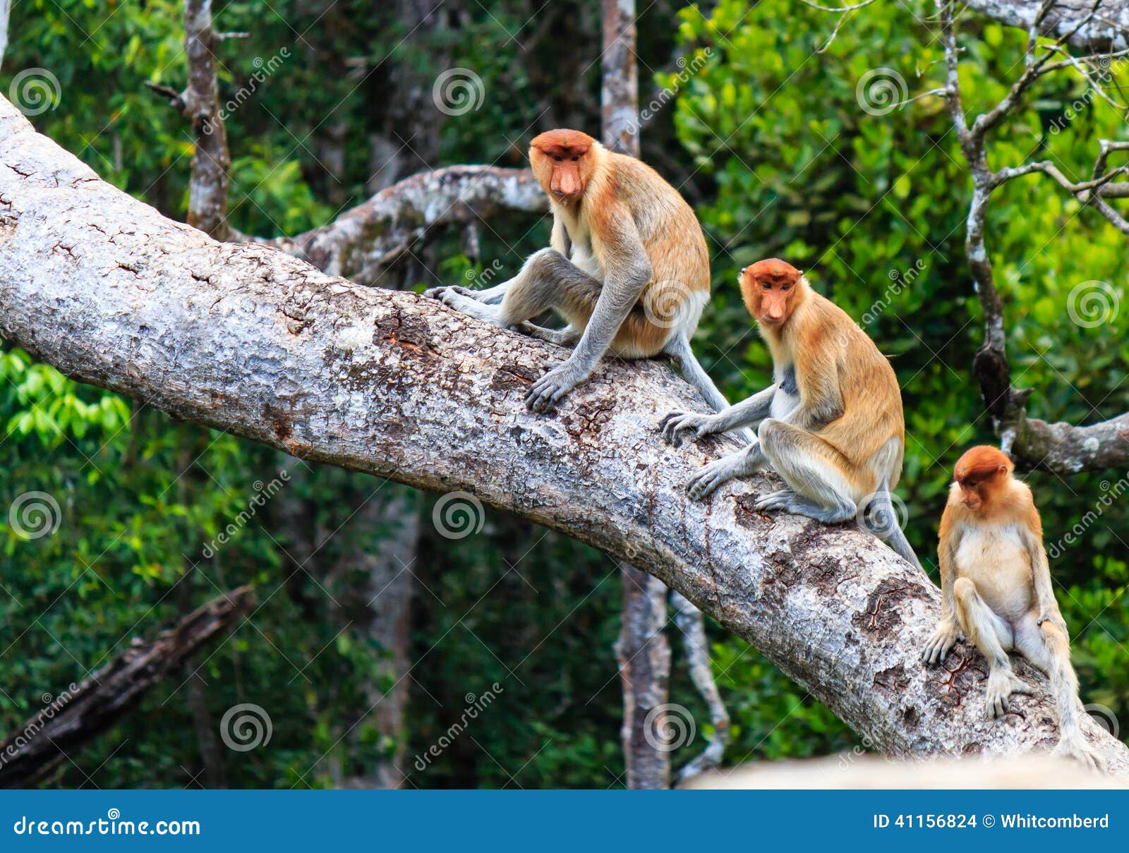 Family Of Proboscis Monkeys Sitting In A Tree In The Jungle. Indonesia ...