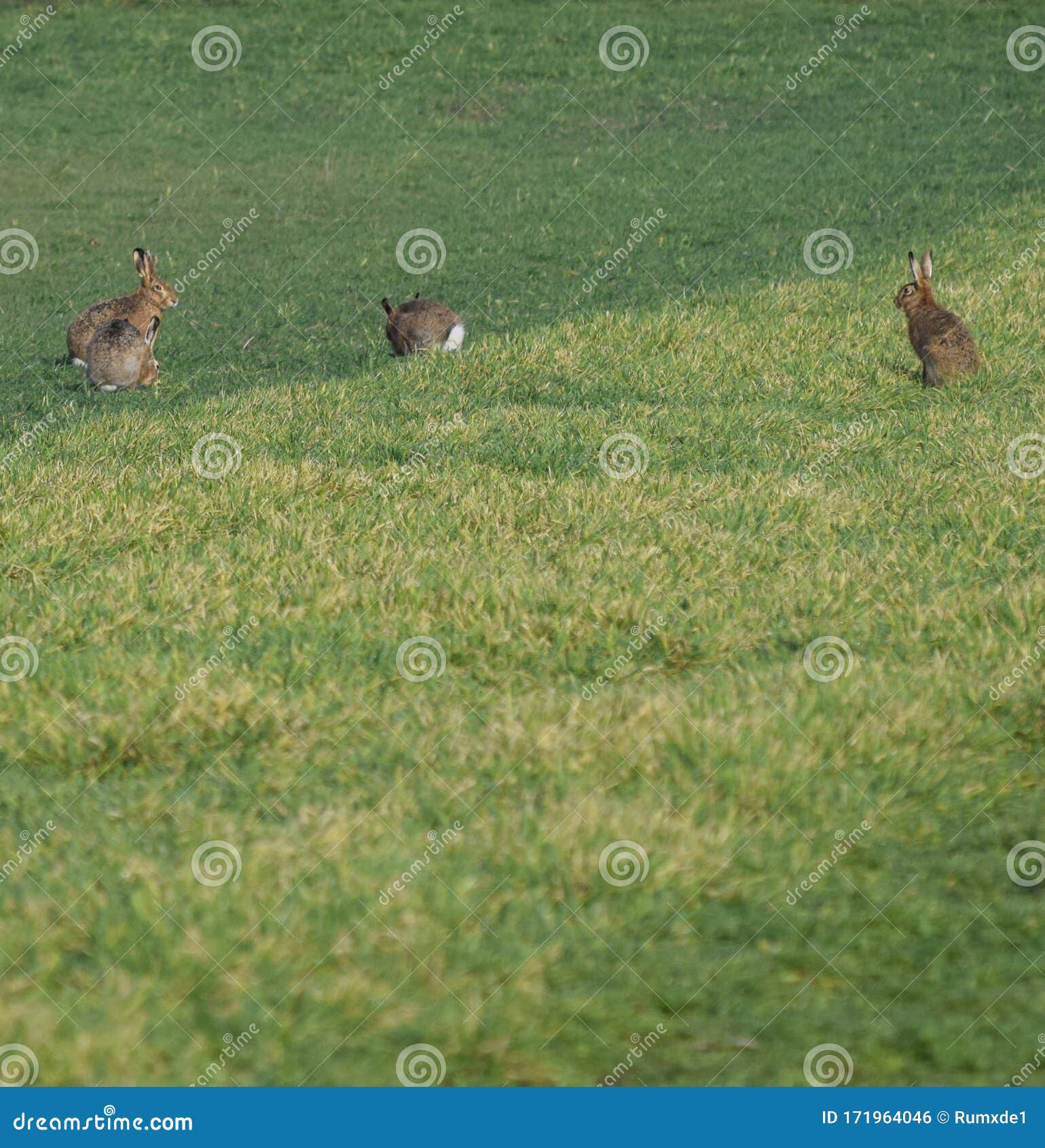 Family Rabbit stock photo. Image of family, supervision - 171964046