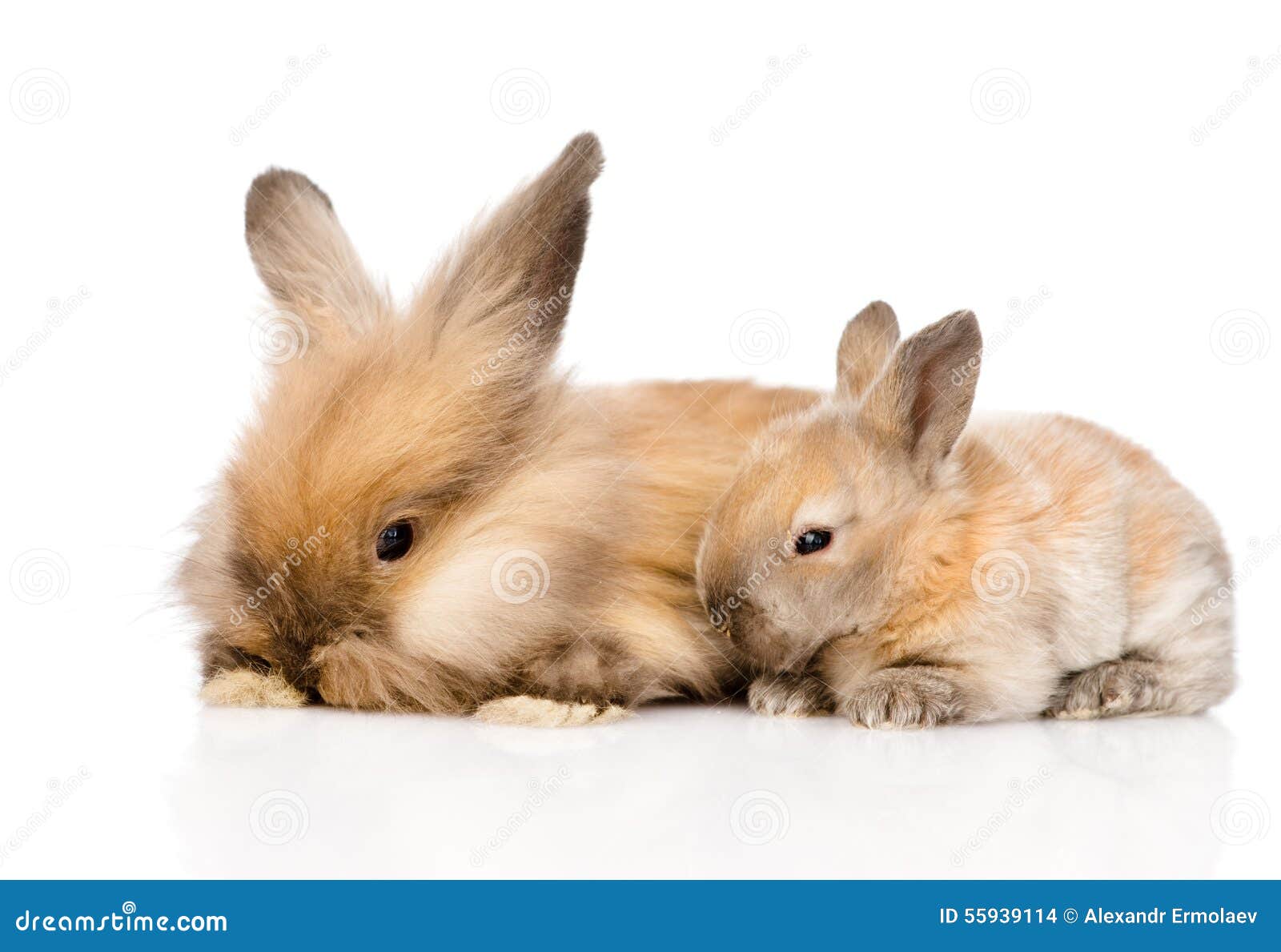 Family of Rabbits. Isolated on White Background Stock Photo - Image of ...