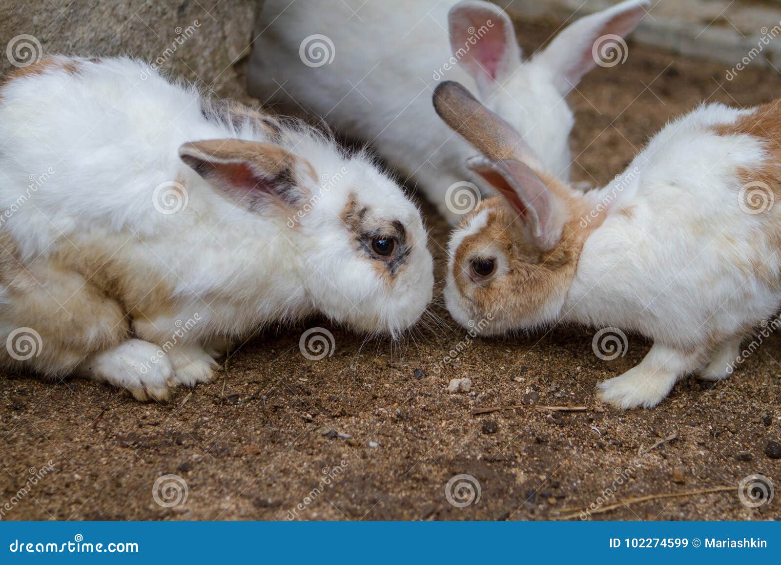 Rabbits stock image. Image of look, animals, nature - 102274599