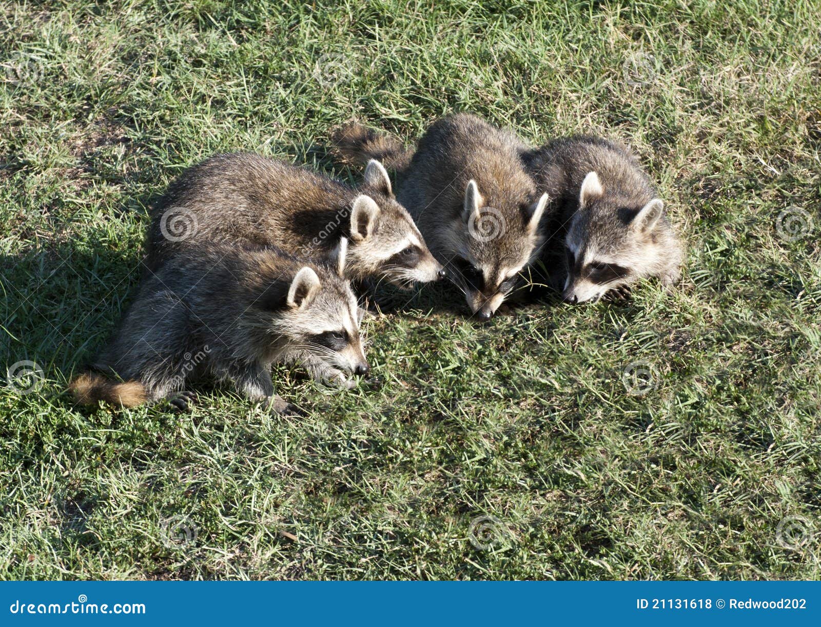 Family of Raccoons stock photo. Image of cute, babies - 21131618