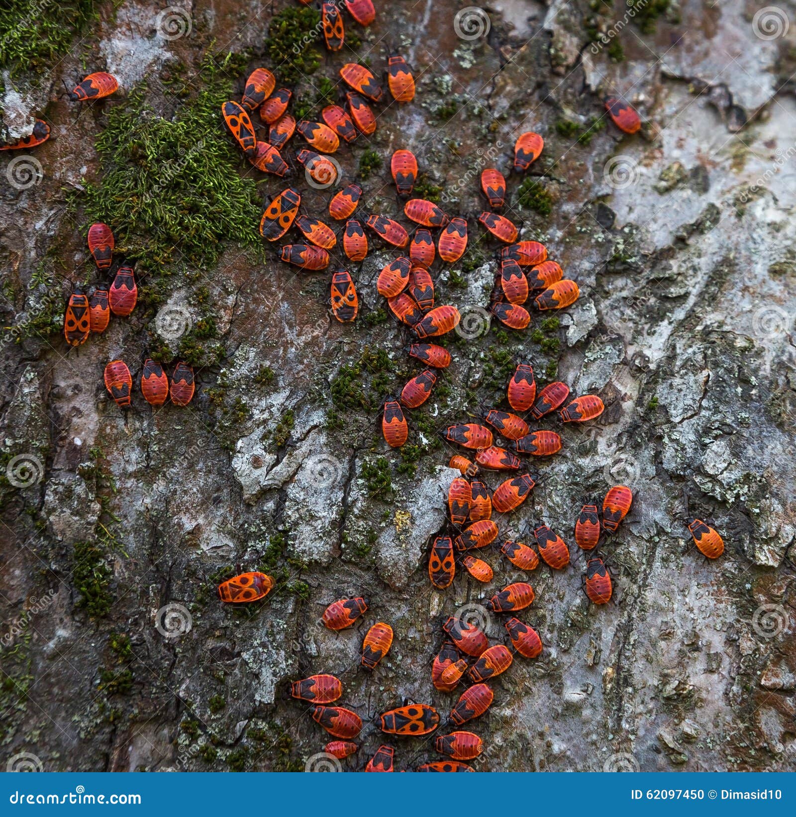 Family Red Bugs on the Bark of a Tree Stock Photo - Image of black ...