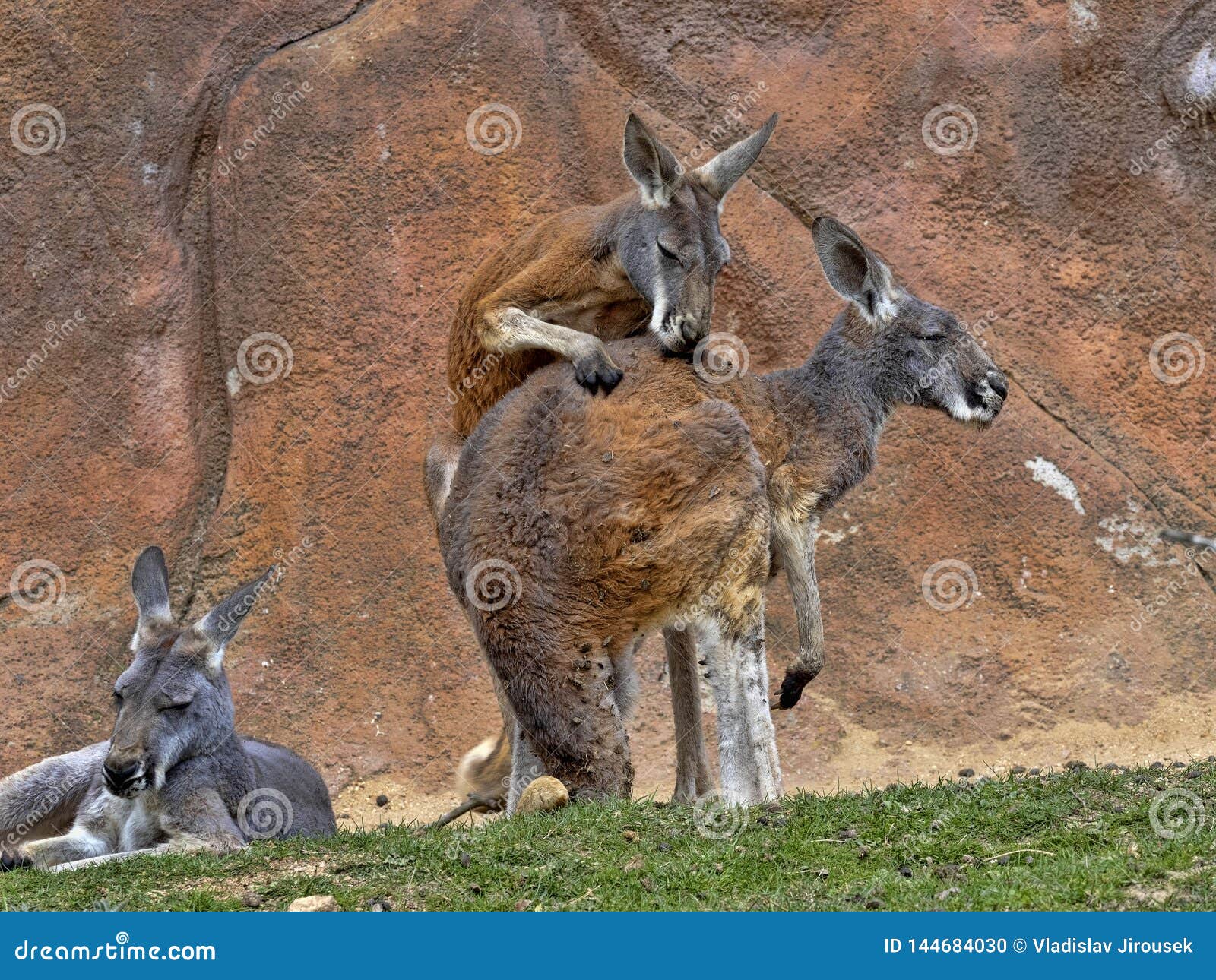 Family of Red Kangaroo, Macropus Rufus, on Pasture Stock Photo - Image ...