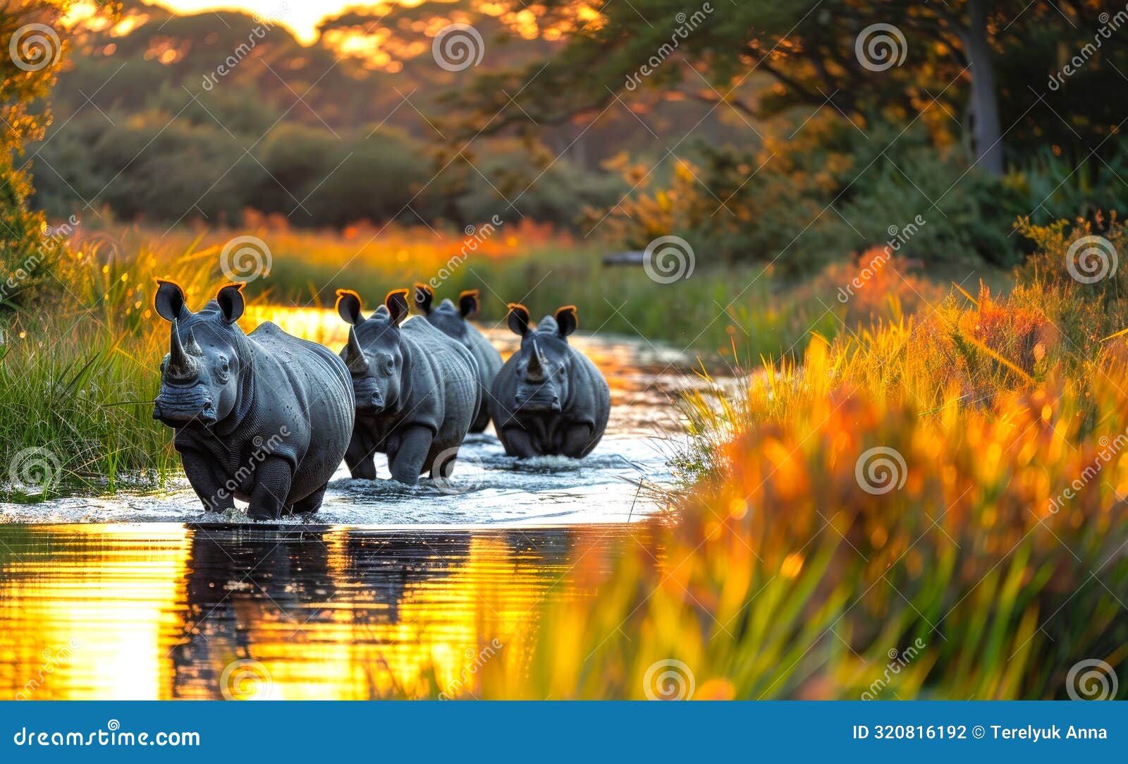Family of Rhinos Wade through River at Sunset. Stock Photo - Image of ...