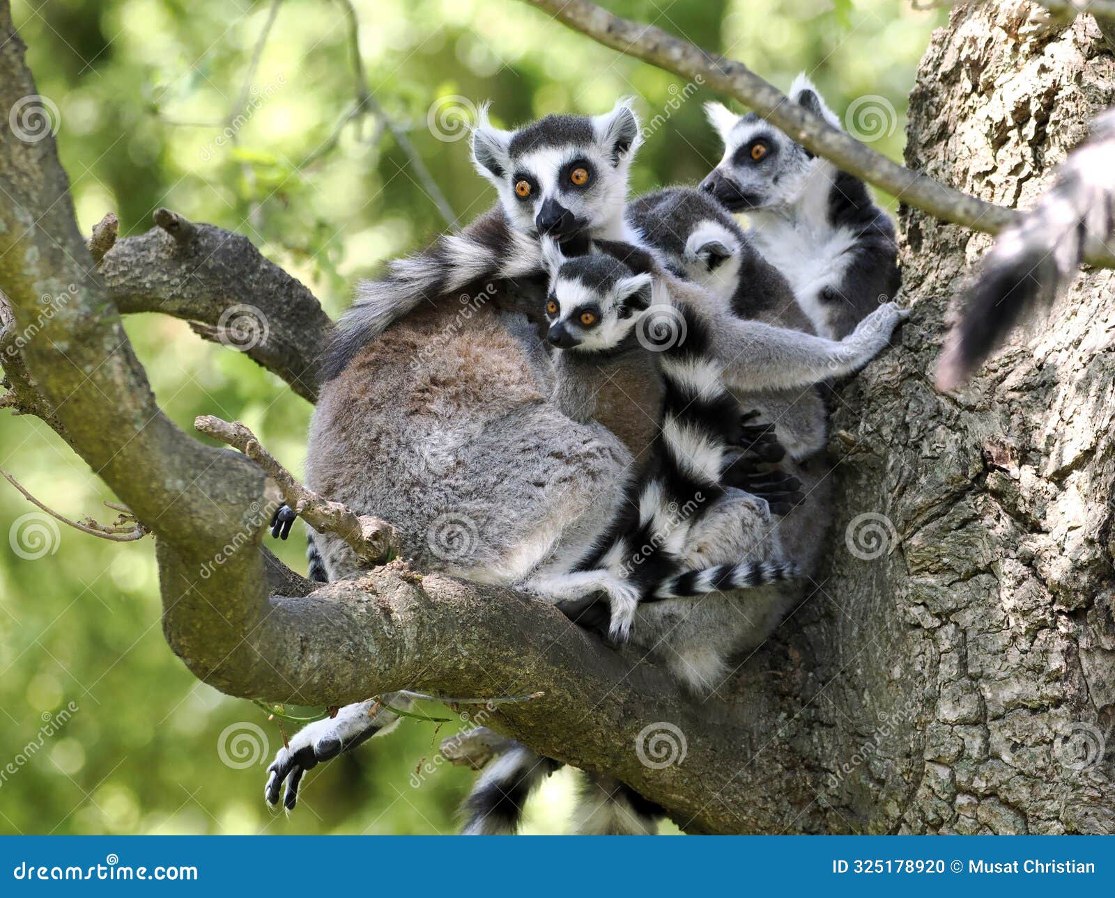Ring-tailed Lemurs in Tree Branch Stock Photo - Image of ring, coat ...