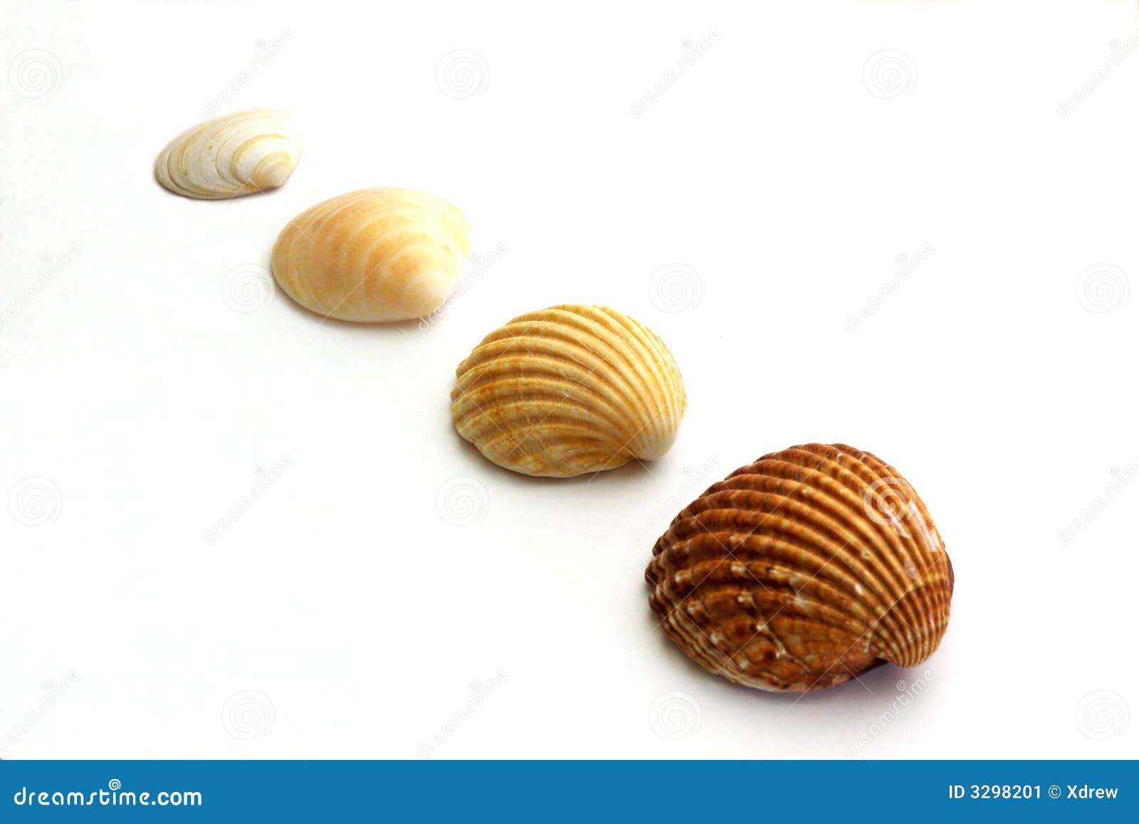 Family of shells stock image. Image of isolated, adult - 3298201