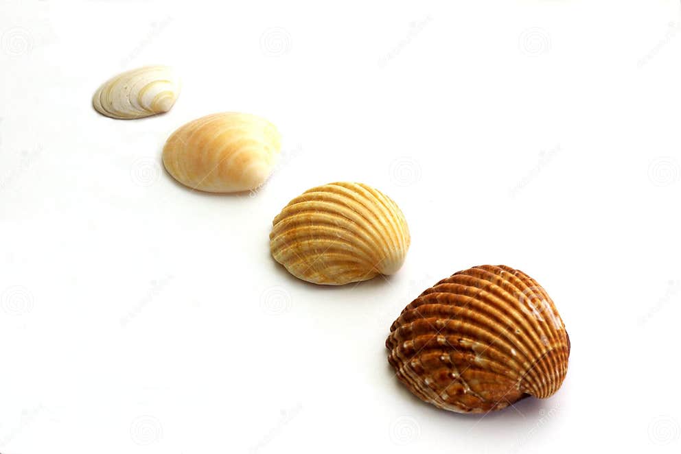 Family of shells stock image. Image of isolated, adult - 3298201