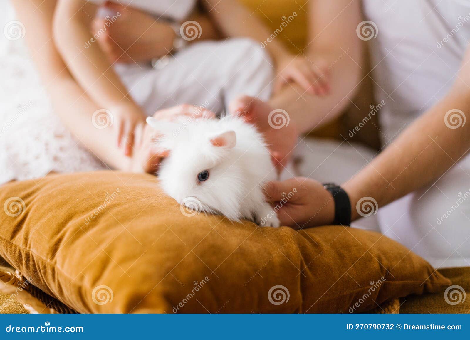 Family with a Small Child Watching a White Rabbit. Close-up of Hands ...