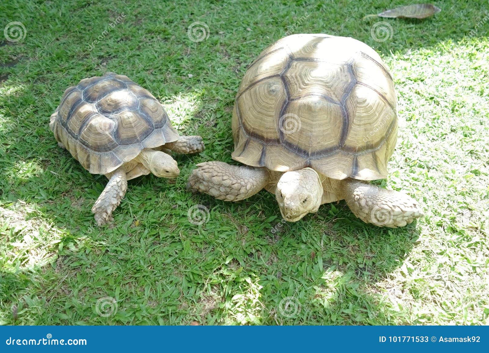 Family Small and Giant Tortoise on Background Stock Image - Image of ...