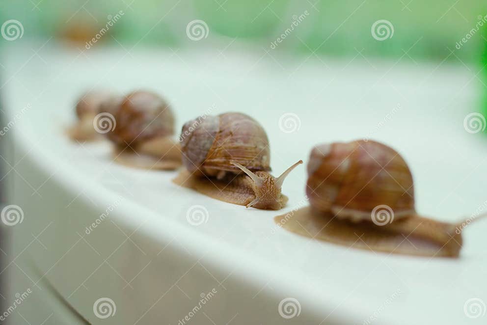 Family snail stock photo. Image of food, invertebrate - 12078088
