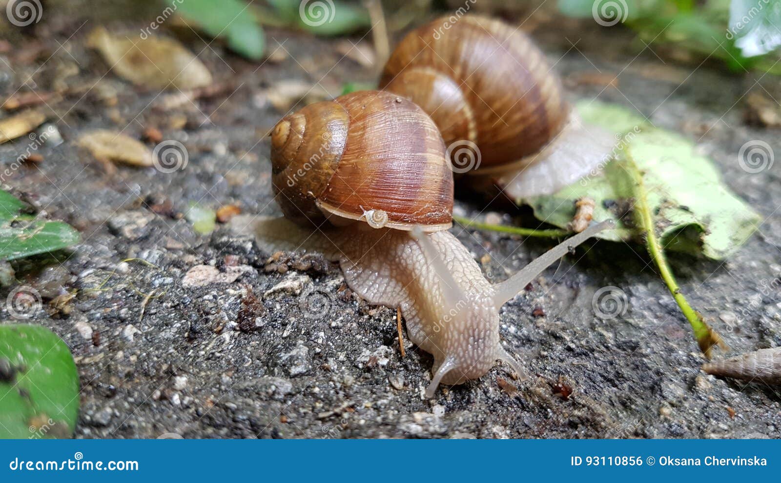 Family of Snails with a Nice Little Snail on the Shell Stock Photo ...
