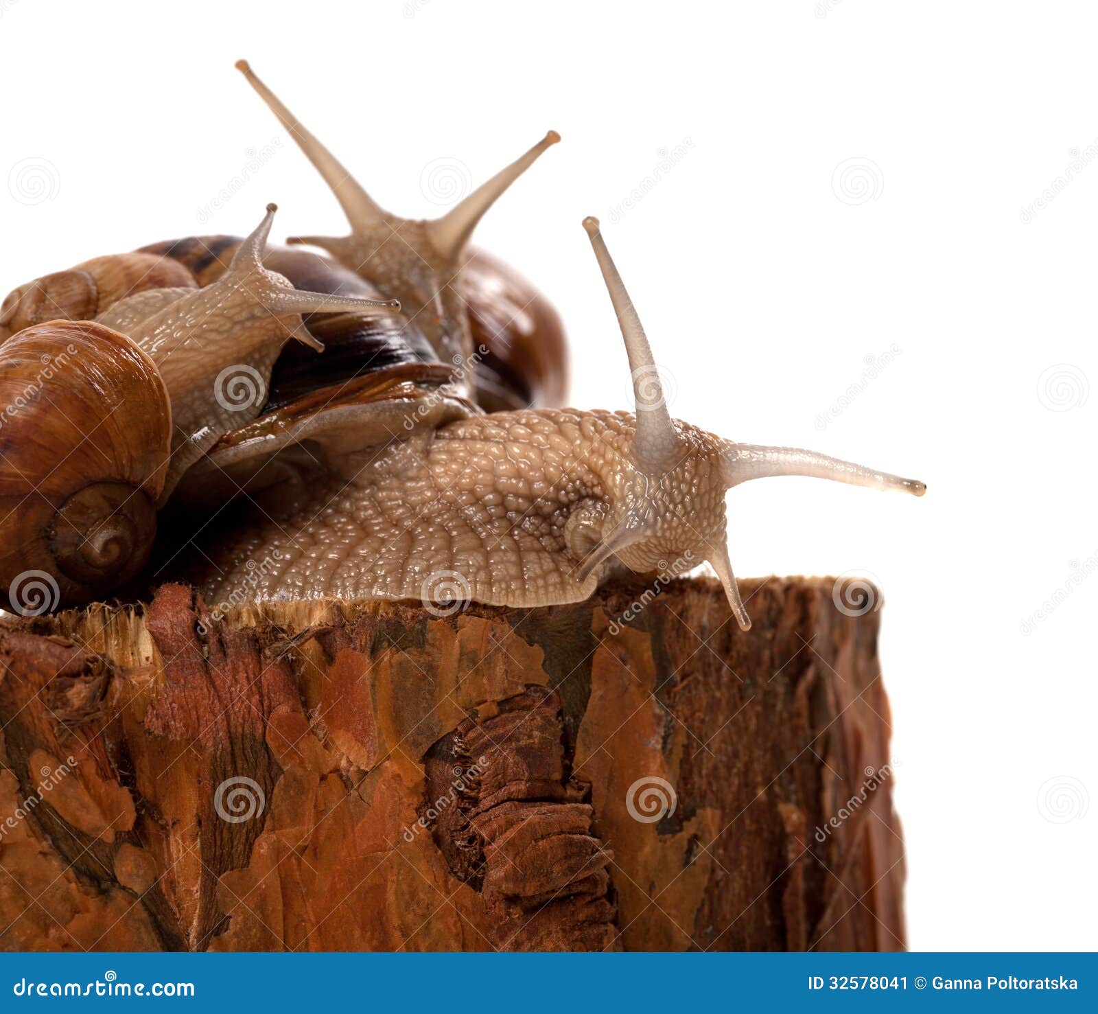 Family of Snails on Pine Tree Stump Stock Image - Image of aspersa ...