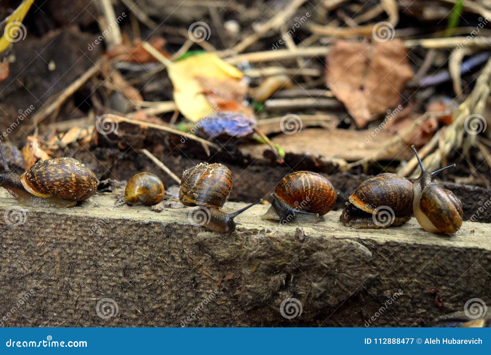 Family of snails stock image. Image of snails, shell - 112888477