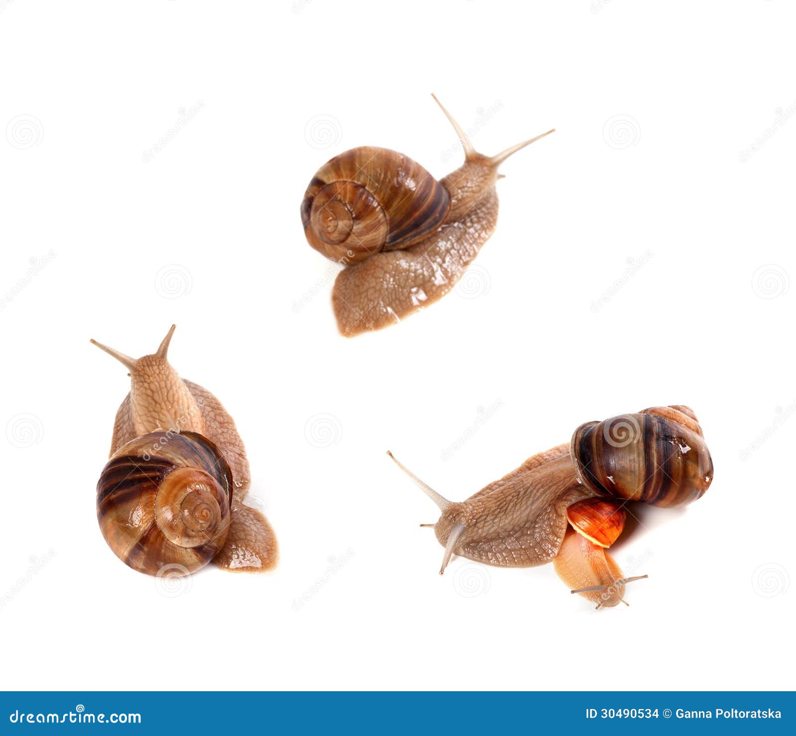 Family of Snails on White Background Stock Photo - Image of edible ...
