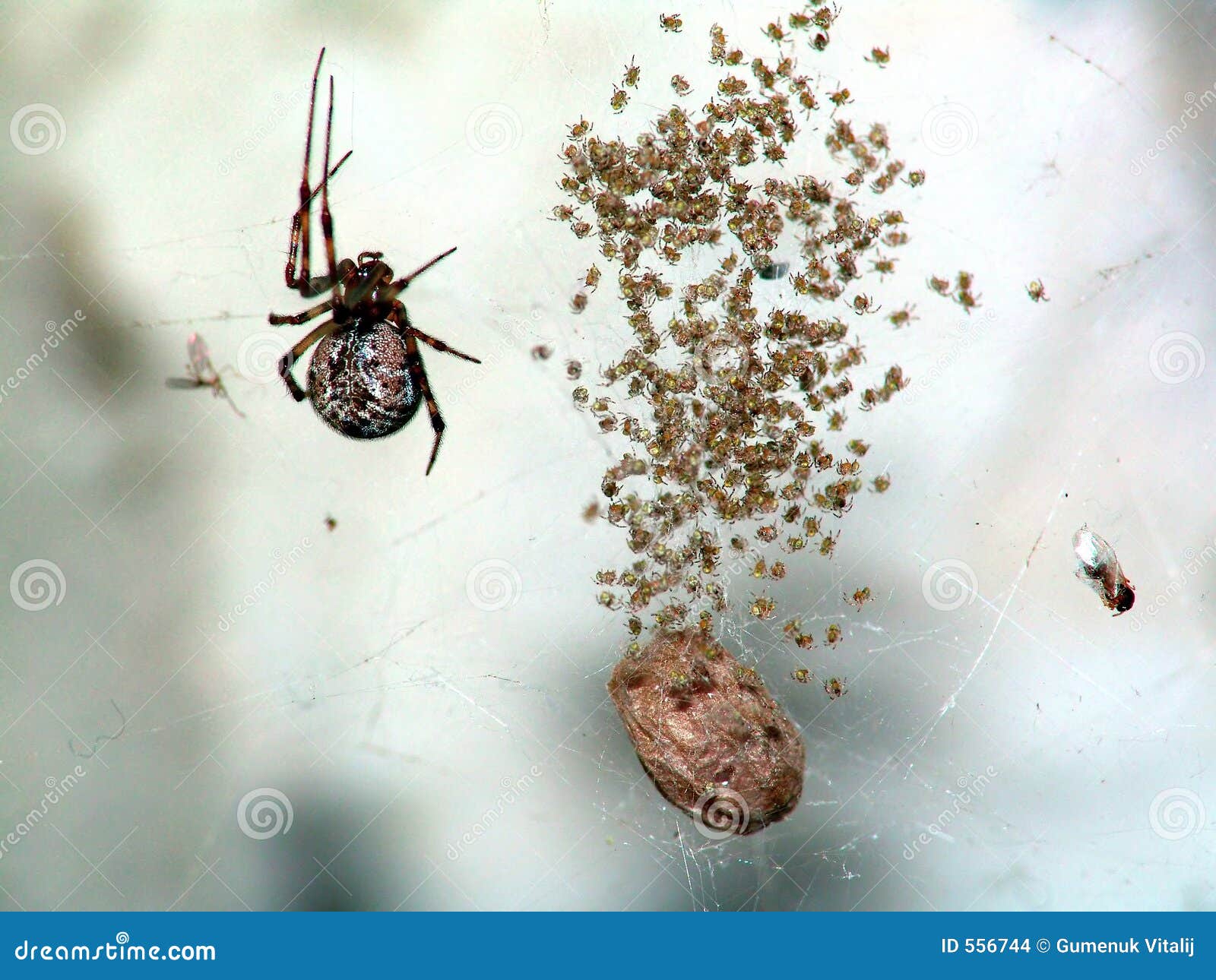 Family of spiders. stock photo. Image of spiders, cocoon - 556744