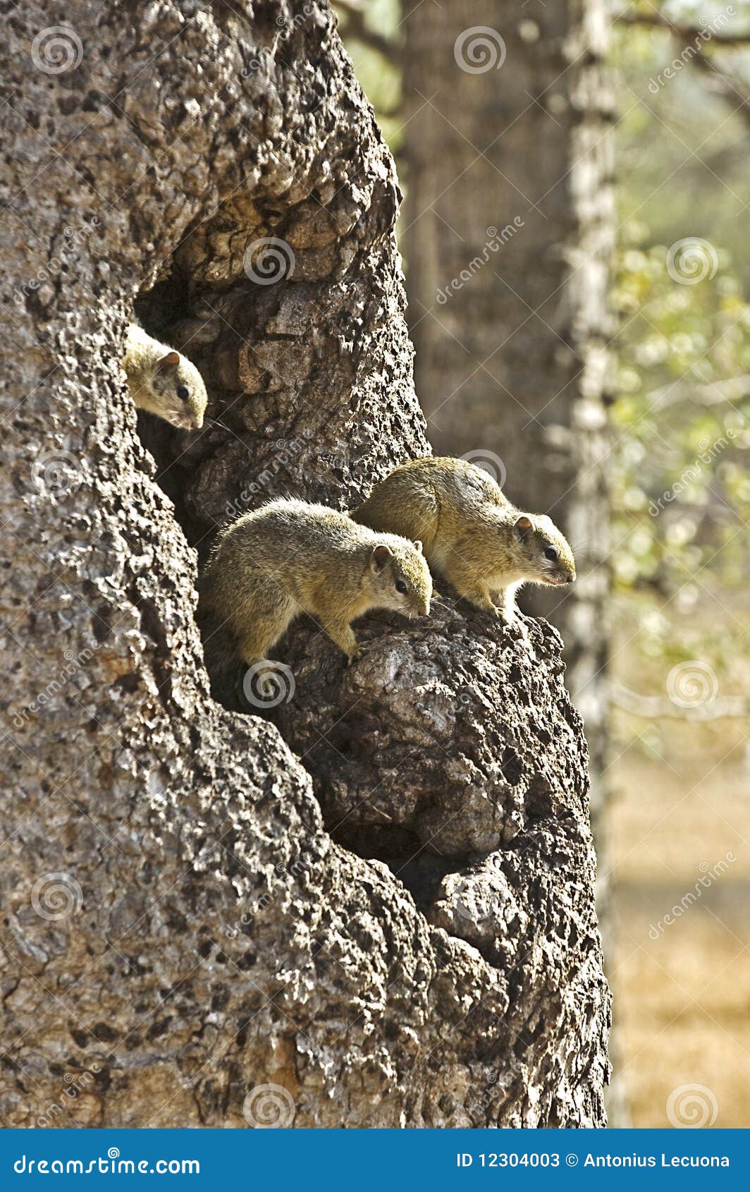 Family of Squirrels in a Tree House Stock Image - Image of small, tree ...