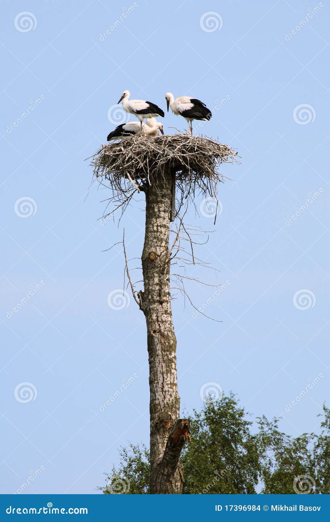 Family of storks stock photo. Image of animals, nest - 17396984