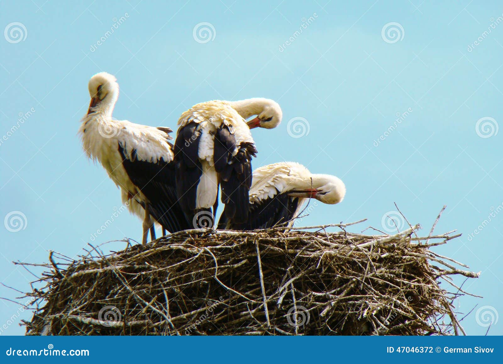 Family of storks stock photo. Image of macro, stork, family - 47046372