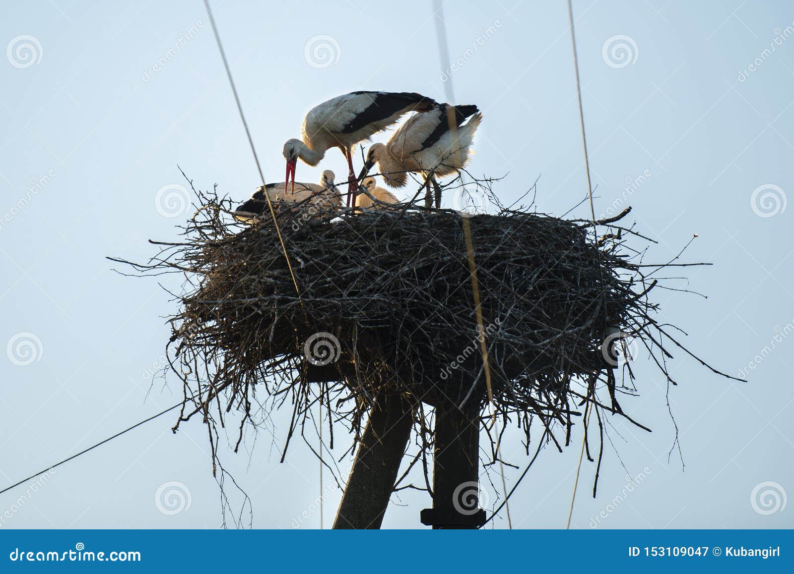 Family of Storks in the Nest Stock Image - Image of pillar, happiness ...