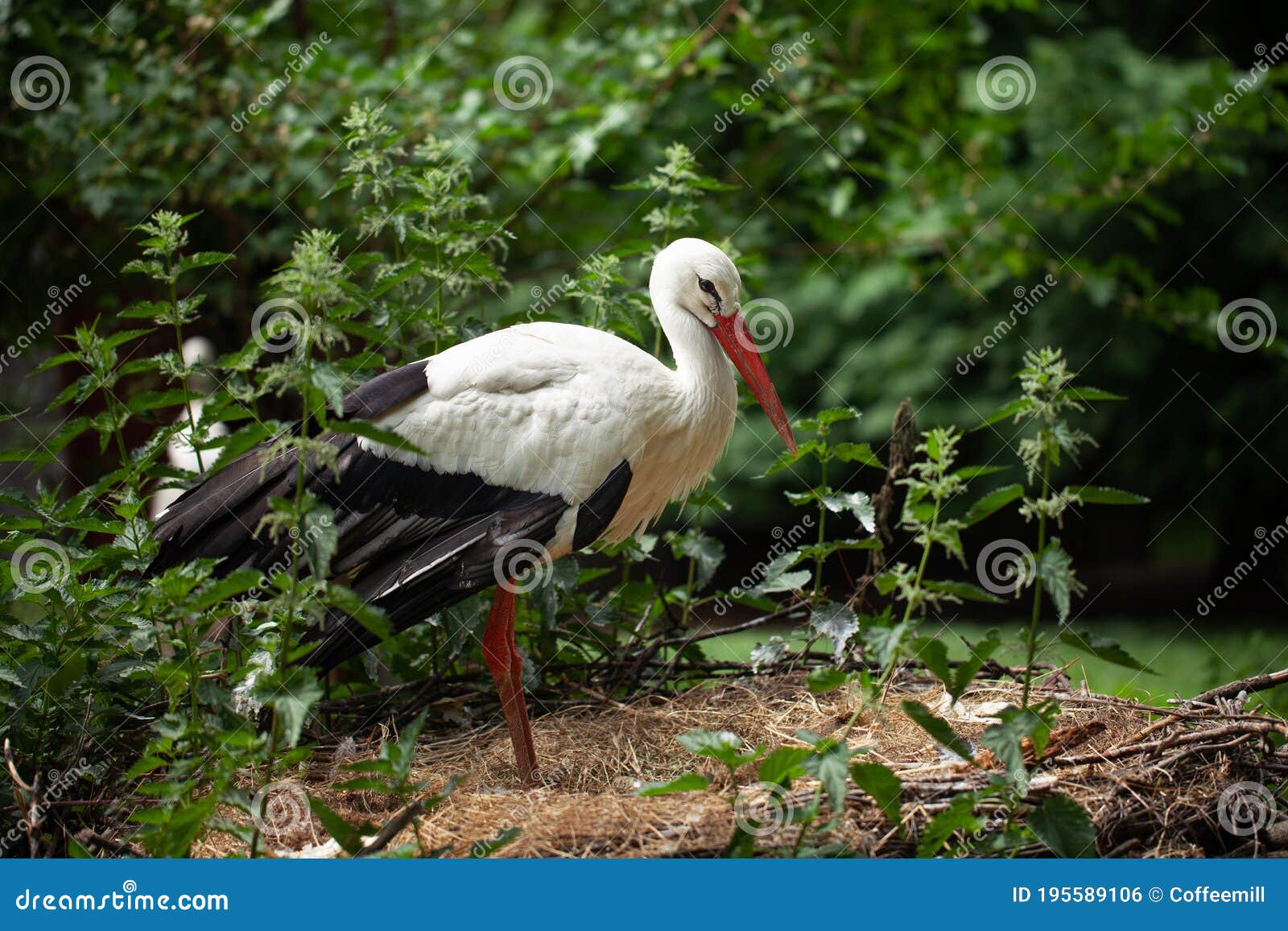 Family of Storks in the Nest with a Little Chick Stock Photo - Image of ...