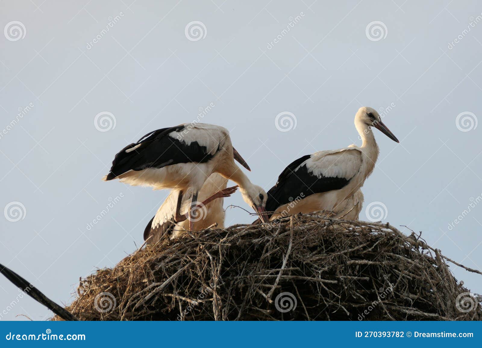 A Family of Storks in a Nest Stock Photo - Image of shorebird, gull ...