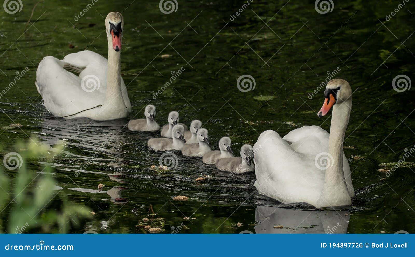Family of Swans on the Canal Stock Photo - Image of waterfowl, nature ...