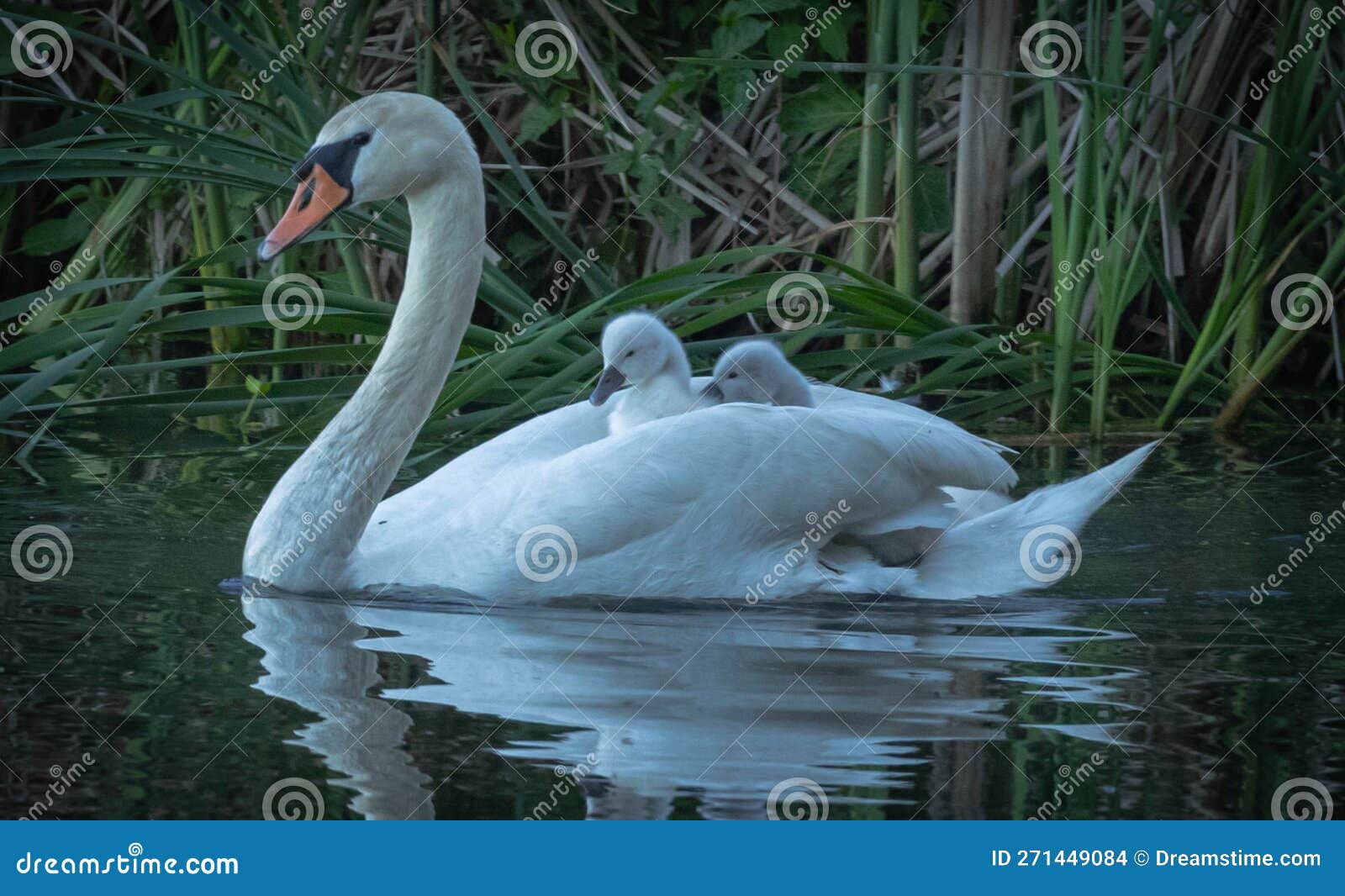 Swans stock photo. Image of mallard, pond, swans, waterfowl - 271449084
