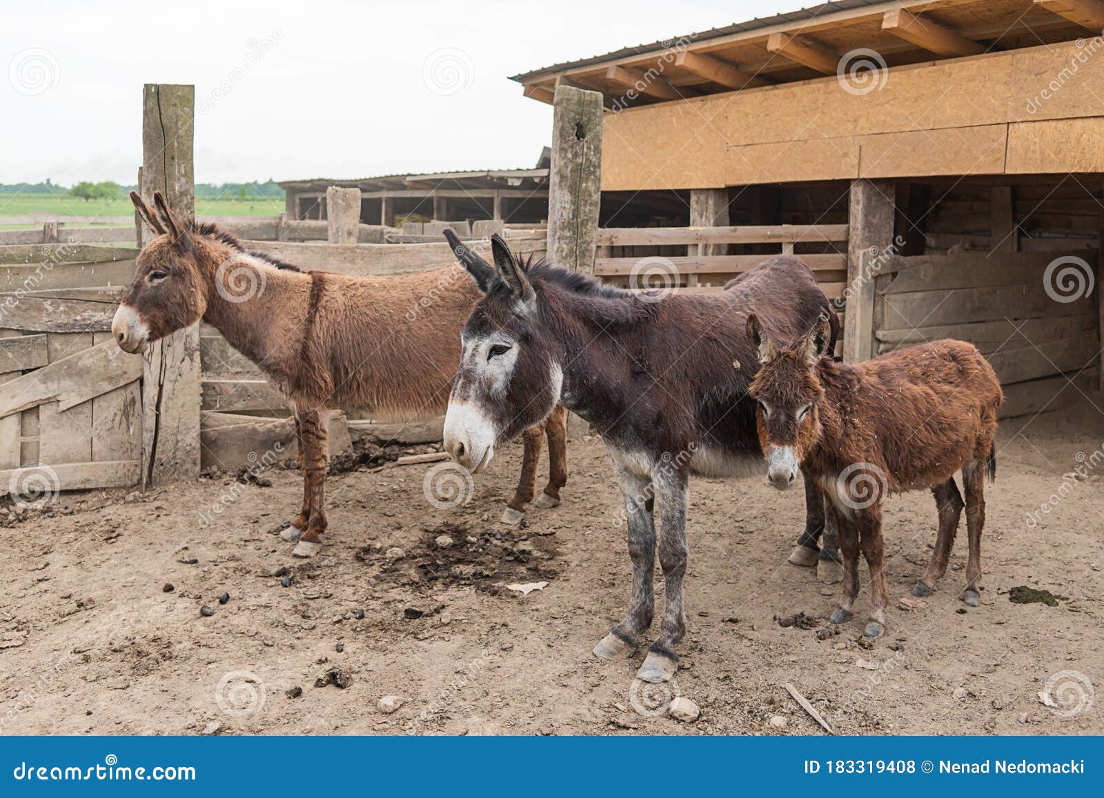 A Family of Three Donkeys on a Farm Stock Photo - Image of domestic ...