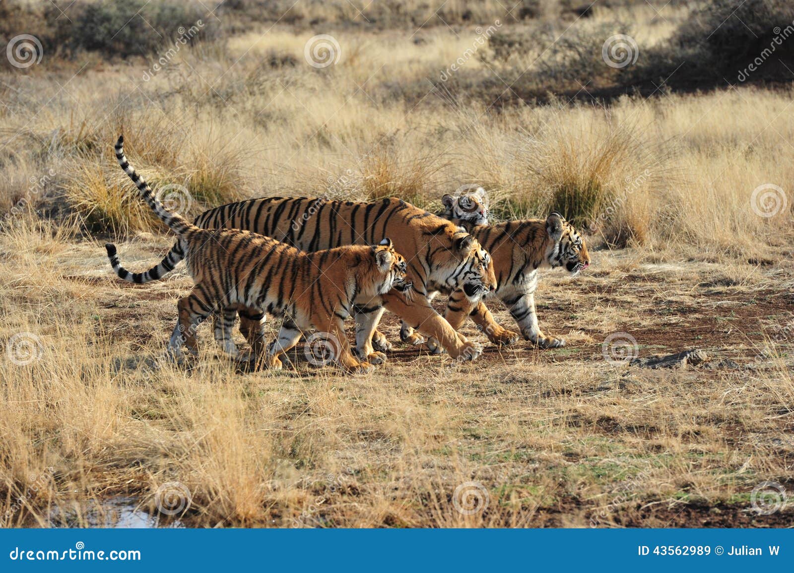 Family of Tigers stock image. Image of nature, camouflage - 43562989