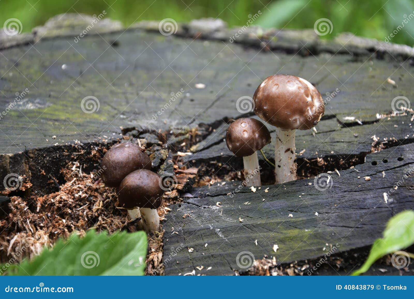 The family of toadstools stock image. Image of plants - 40843879