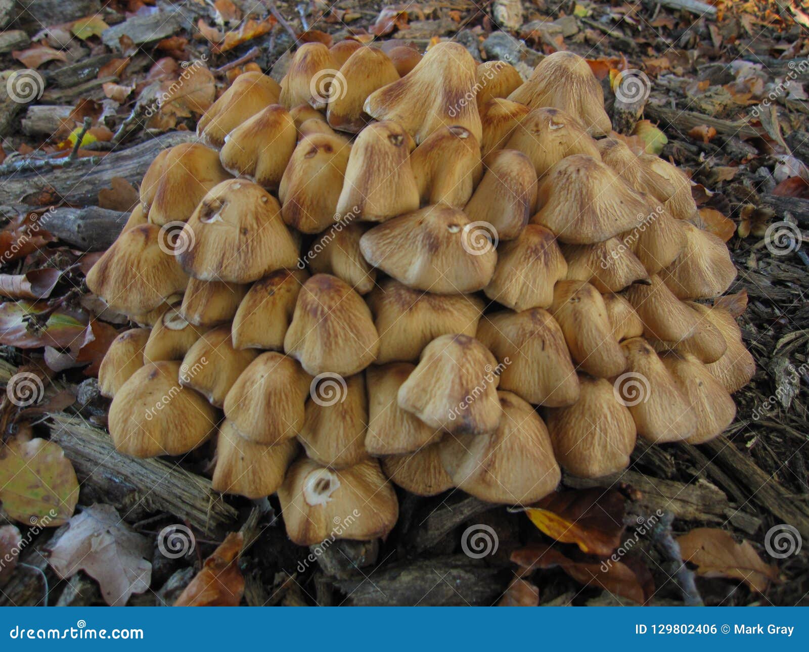 Family of Toadstools stock photo. Image of growing, toadstools - 129802406