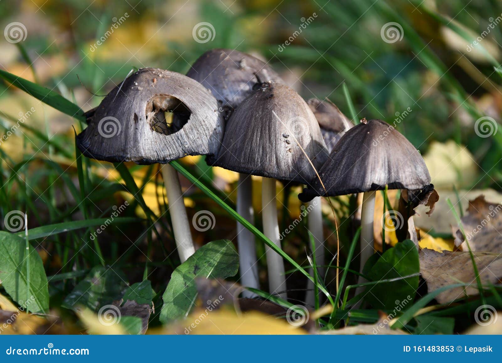 A Family of Toadstools in the Woods, Sun Spots, the Fall Season for ...