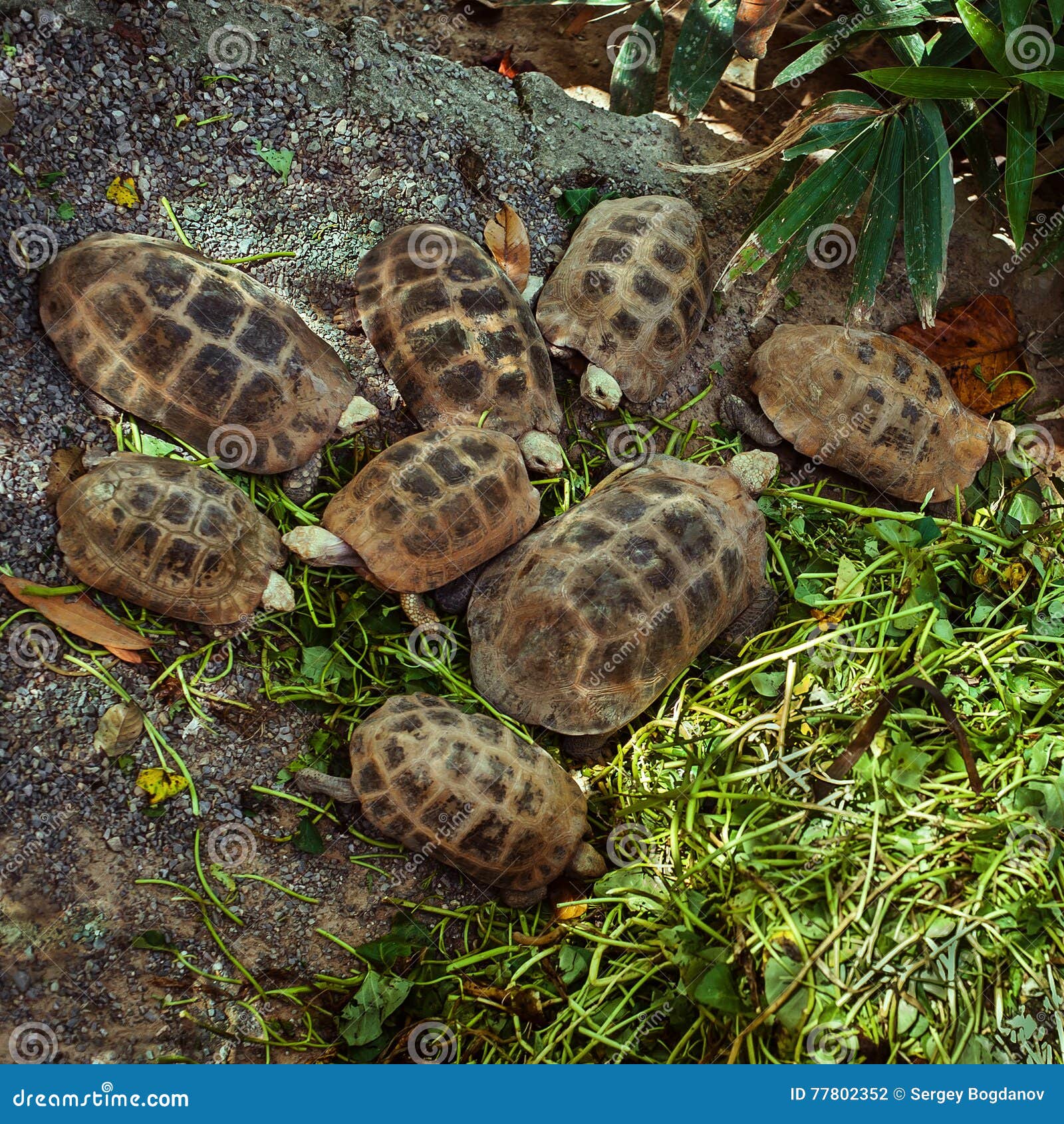 Family of tortoises stock photo. Image of park, tropical - 77802352