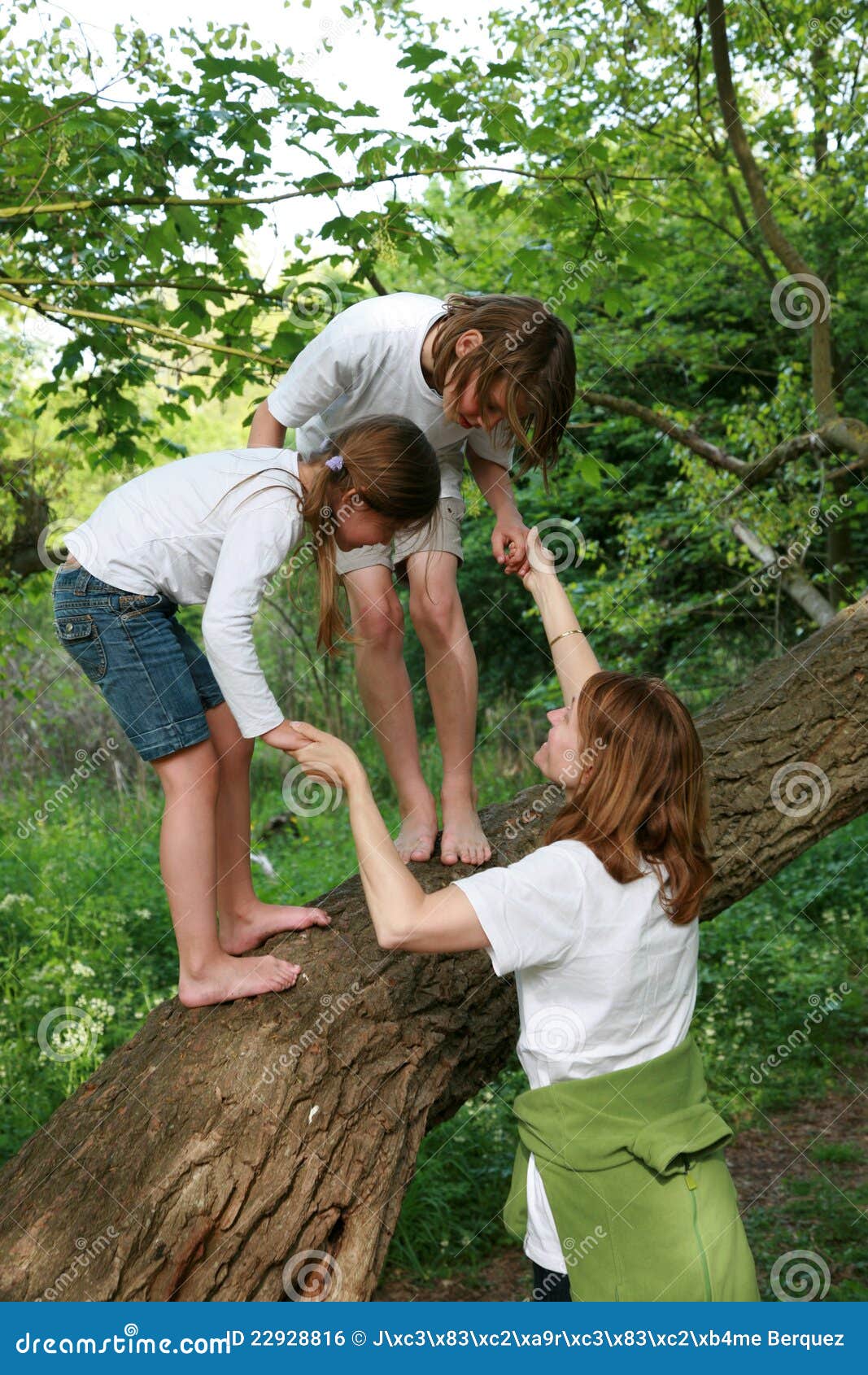 Family tree stock photo. Image of body, tree, walk, family - 22928816