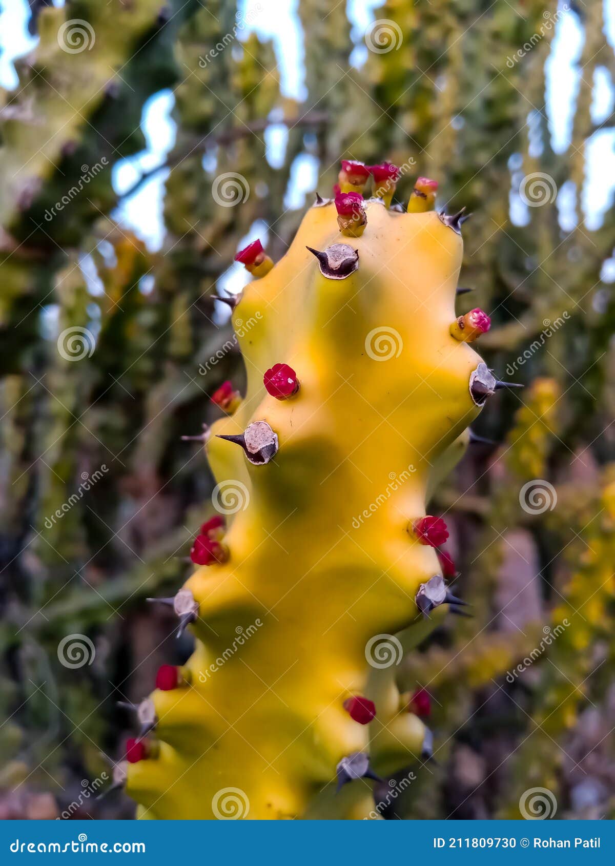 A Family Tree of the Indian Cactus Thorn Class Stock Photo - Image of ...
