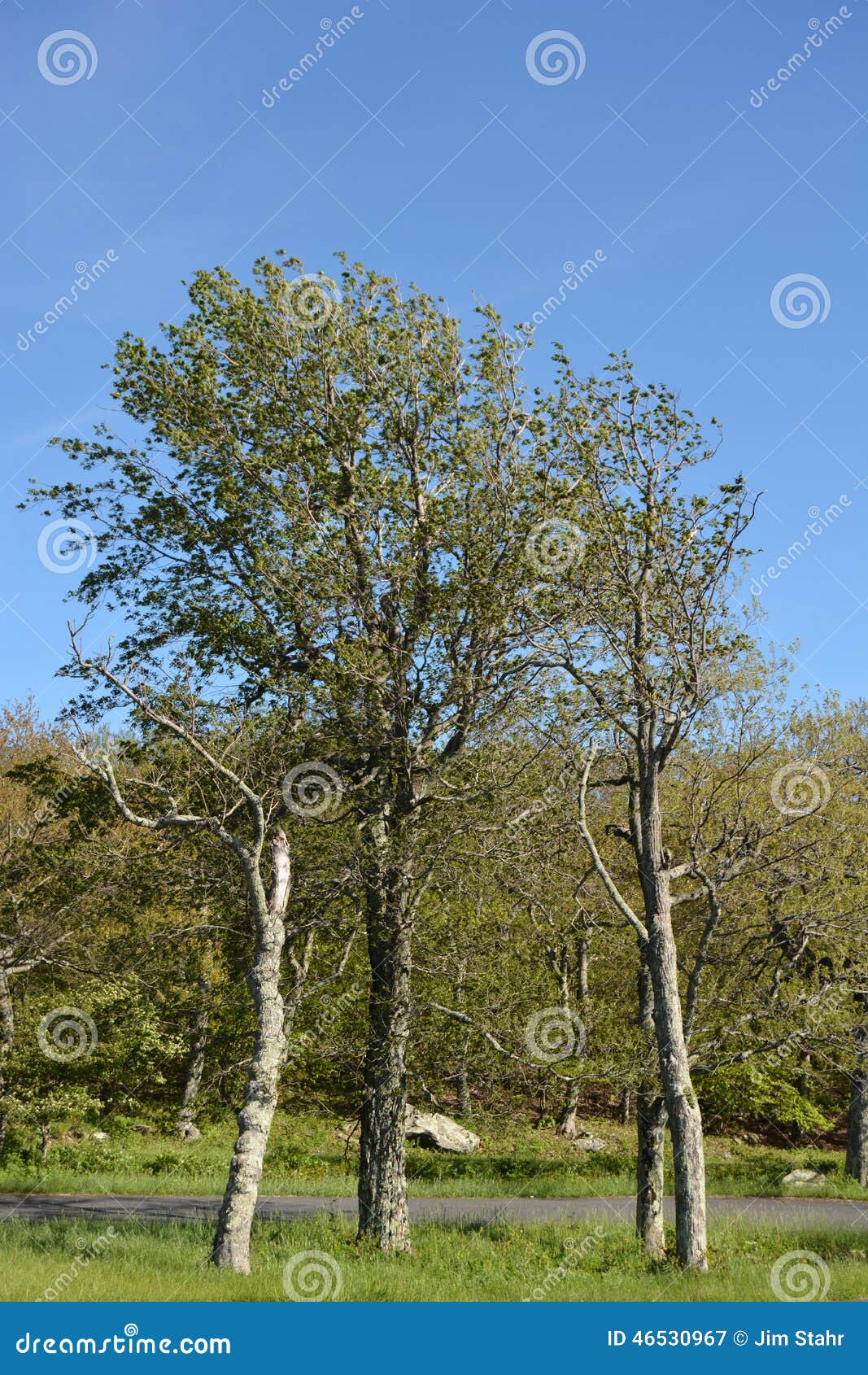 Family tree stock image. Image of filtered, family, grouping - 46530967