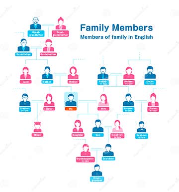 Family Tree Members of Family Vector Illustration Stock Vector ...