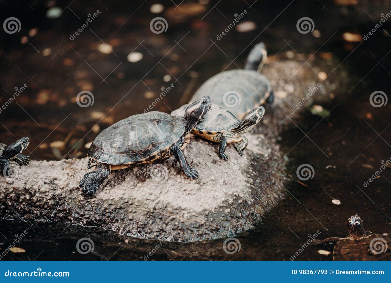Family of turtle stock image. Image of water, onwater - 98367793